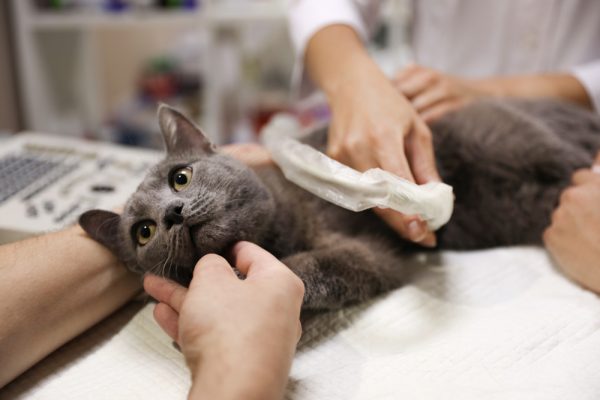 Ascites in Cats (Abdominal Fluid Buildup): Our Vet Explains Signs ...
