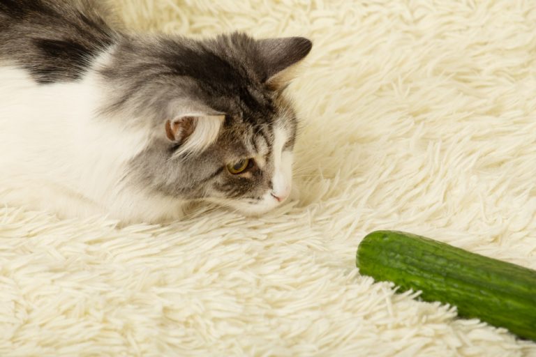 Why Are Cats Afraid of Cucumbers? Our Vet Explains - Catster