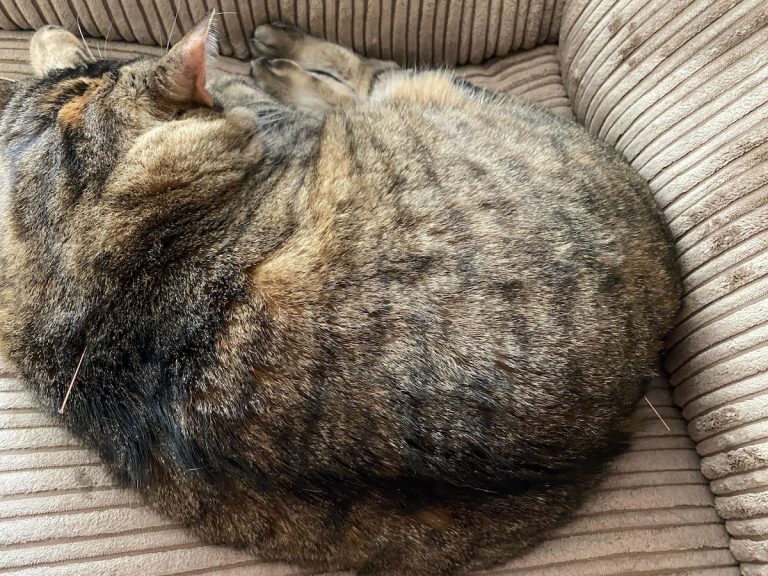 Feline Fine: Acupuncture in Cats, Part Two - Catster