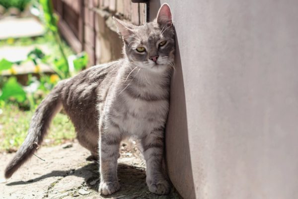 Why Do Cats Rub Their Face on Corners? 5 Vet-Verified Reasons - Catster