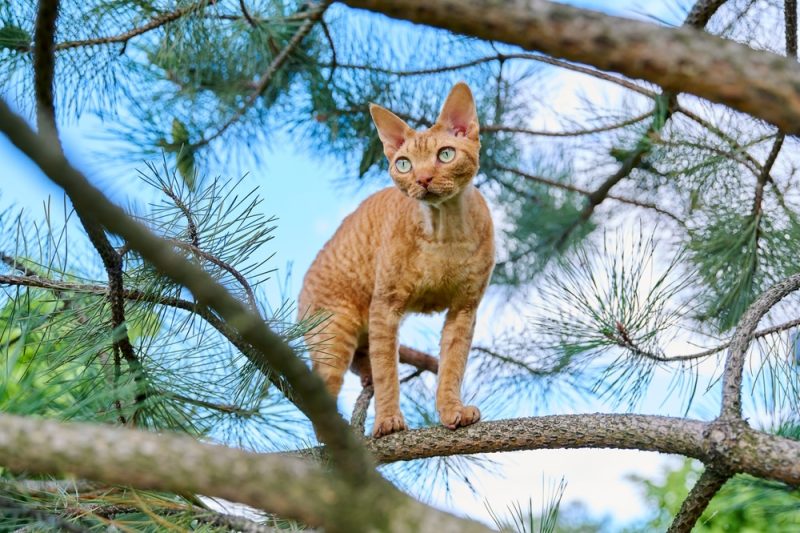 Devon Rex Cat: Info, Traits & Pictures - Catster