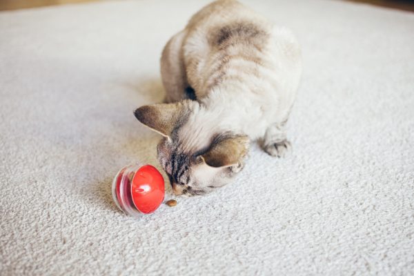 Devon Rex Cat: Info, Traits & Pictures - Catster