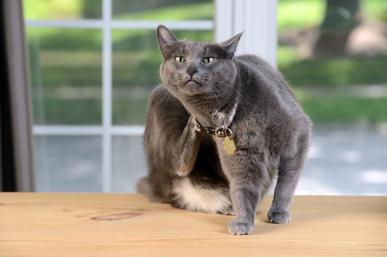 Could My Cat's Swollen Face Be Cancer? Tumors, Cysts, & Lumps Explained ...