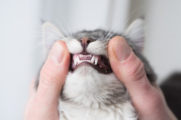 Stomatitis in Cats: Vet Reviewed Risks, Causes, Signs & Treatments ...