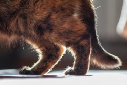 Sudden Loss of Balance in Cats: Our Vet Explains Signs, Causes ...
