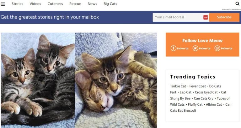 25 Top Cat Blogs Every Kitten Lover Should Read in 2025 - Catster