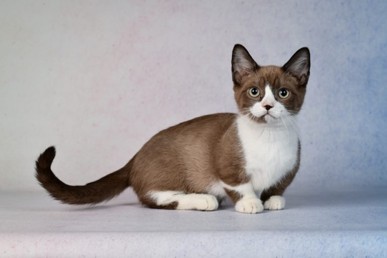 Dwarfism in Cats: Causes & Care Tips (Vet-Verified) - Catster