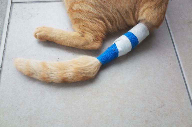 What Causes Limp Tails in Cats? Our Vet Explains - Catster