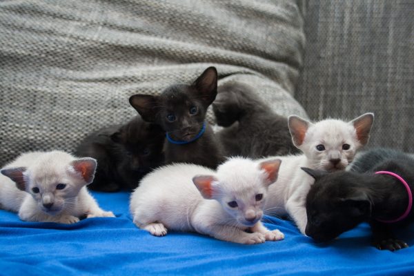 Oriental Shorthair Cat: Info, Pictures, Temperament & Traits - Catster