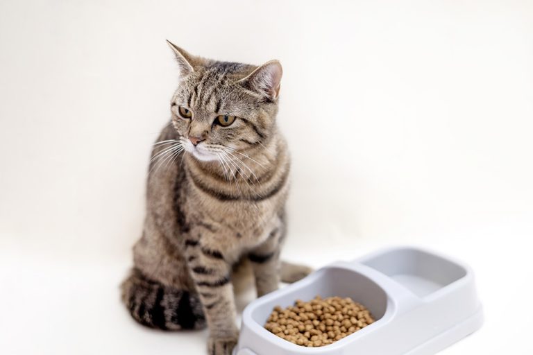 Signs a Cat is Dying: 11 Vet-Verified Changes to Look For - Catster