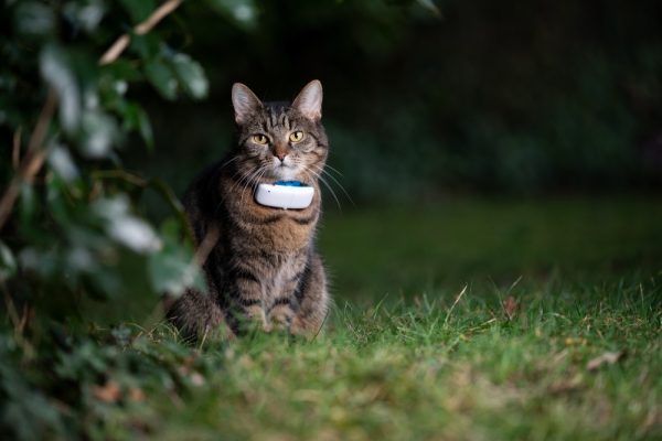 8 Best Cat GPS Trackers & Collars in 2025 – Reviews & Top Picks - Catster