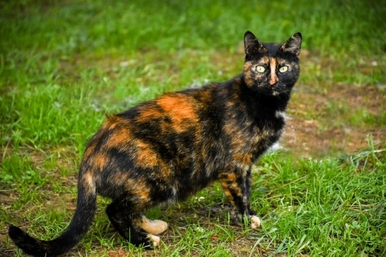How Long Do Tortoiseshell Cats Live? Average Lifespan Data & Facts ...