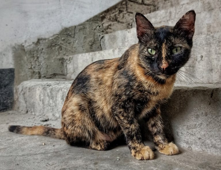 Are All Tortoiseshell Cats Female? Vet-Reviewed Facts & FAQ - Catster