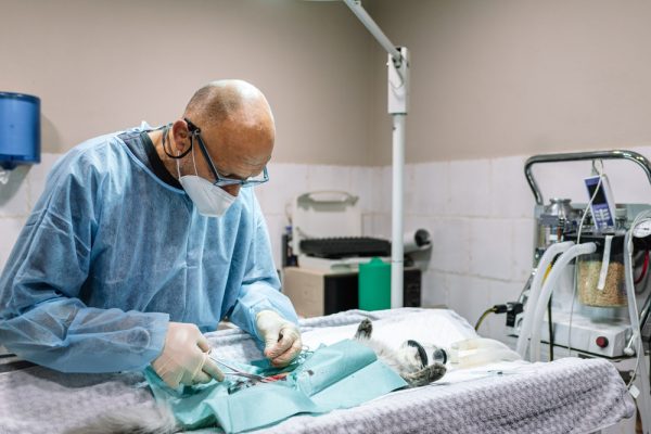 How to Switch Vets: 13 Vet-Reviewed Signs It's Time - Catster