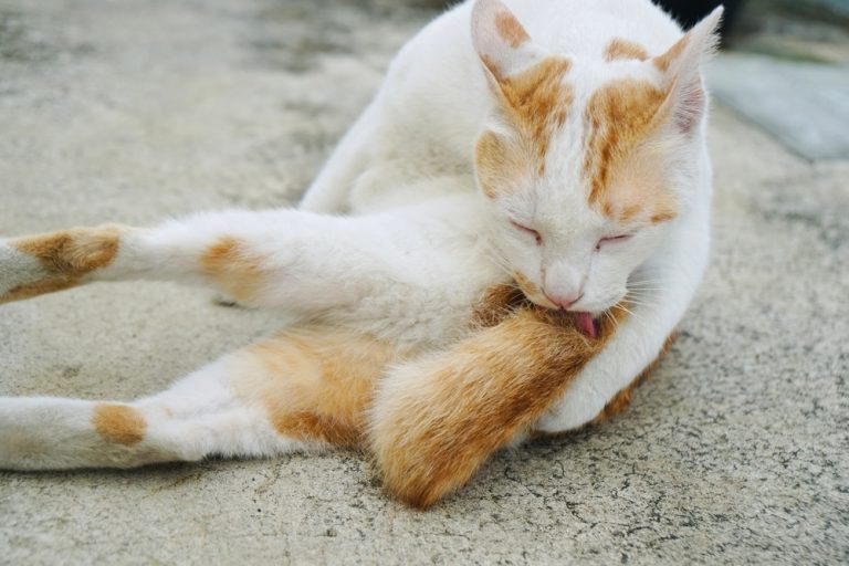 Why Is My Cat Losing Hair on Their Tail? 8 Vet-Verified Reasons - Catster