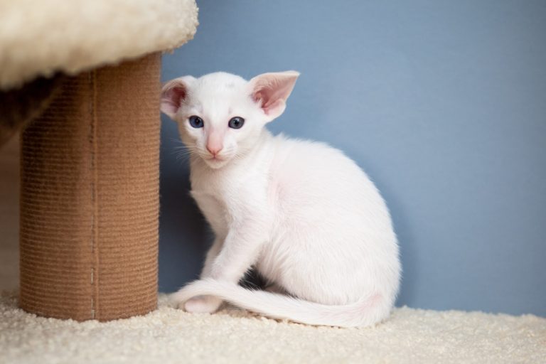 Oriental Shorthair Cat: Info, Pictures, Temperament & Traits - Catster