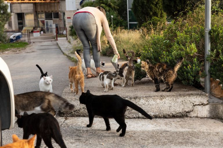 14 Cat Overpopulation Statistics (2026 Update) - Catster