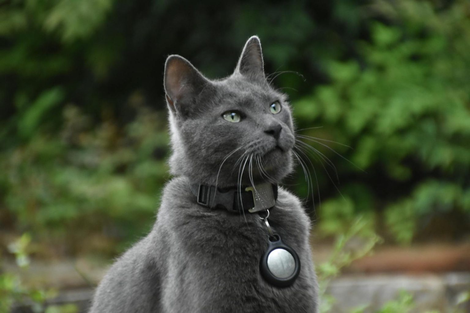 History of Russian Blue Cats – Taking a Look at Their Past - Catster