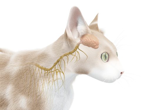 Cat Brain Anatomy: Vet-Verified Facts & Common Disorders - Catster