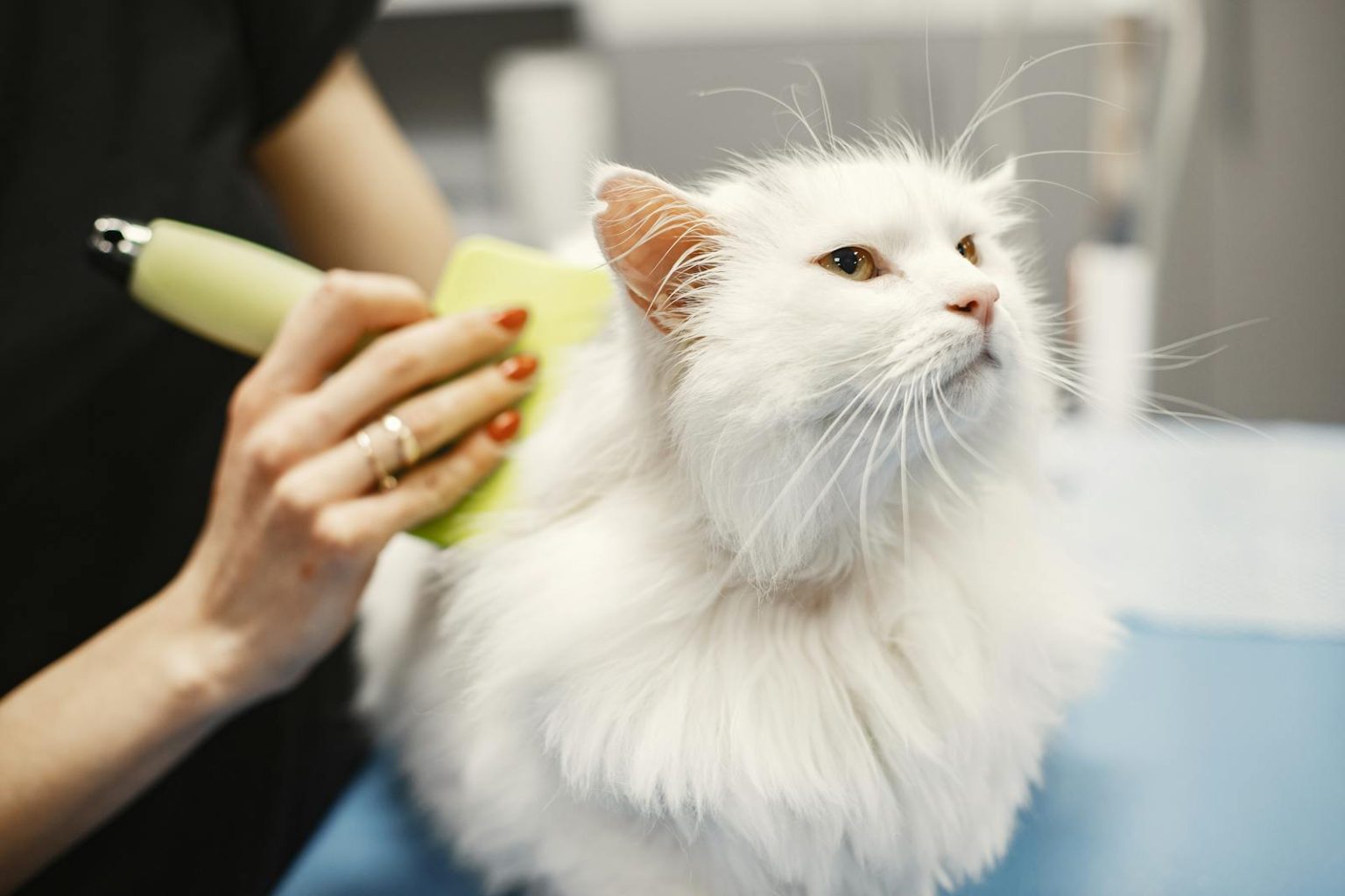 Turkish Angora Cat Breed: Info, Pictures, Traits & Facts - Catster