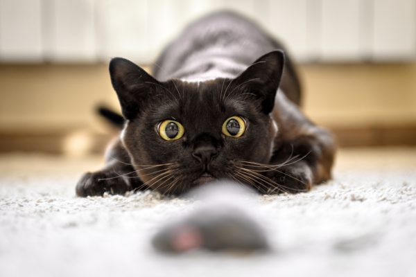 Why Does My Cat Bite My Feet? 6 Vet-Approved Reasons for This Behavior ...