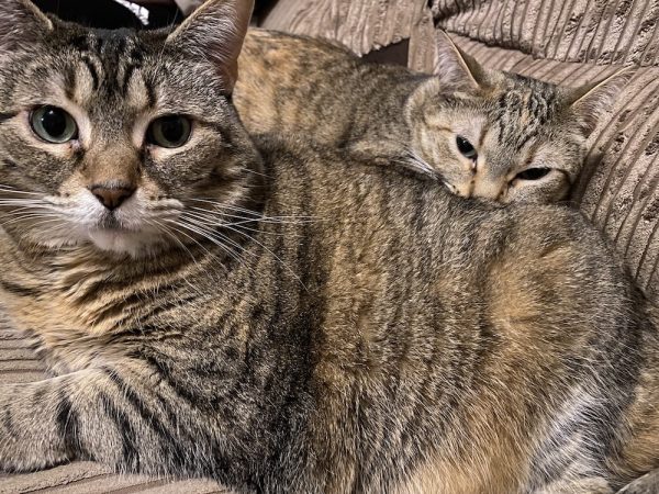 Referrals & Second Opinions For Your Cat: Everything to Know - Catster