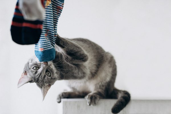 6 Best Cat Booties to Prevent Scratching in 2025 - Reviews & Top Picks ...
