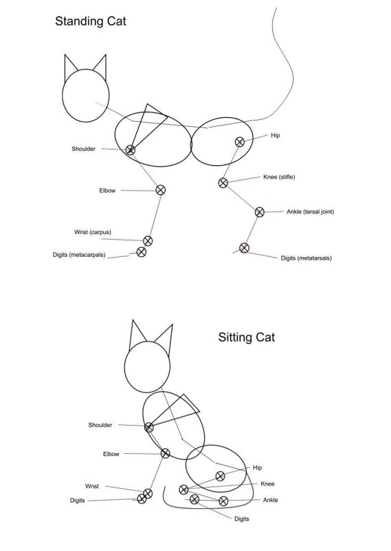 How to Draw Cats: Our Vet-Approved Step-by-Step Guide - Catster