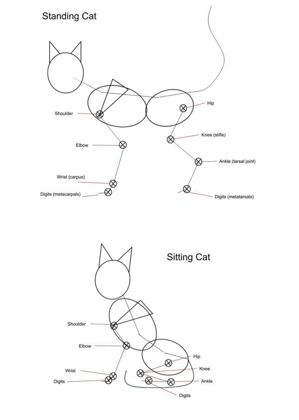 How to Draw Cats: Our Vet-Approved Step-by-Step Guide - Catster