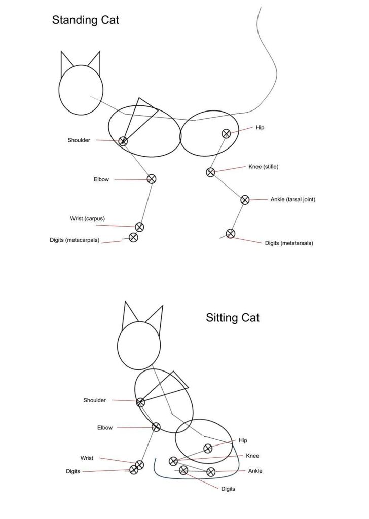 How to Draw Cats: Our Vet-Approved Step-by-Step Guide - Catster