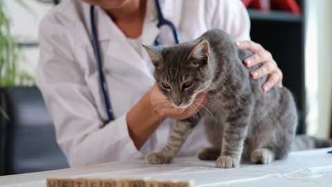 Signs a Cat is Dying: 11 Vet-Verified Changes to Look For - Catster