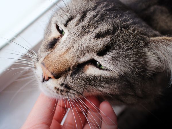 Hard Lump on Cat's Lower Jaw: Causes & Care - Catster