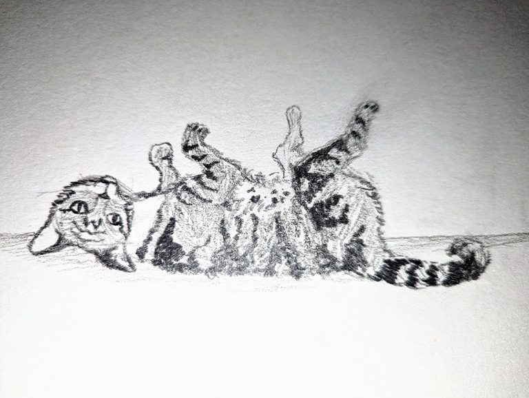 How to Draw Cats: Our Vet-Approved Step-by-Step Guide - Catster