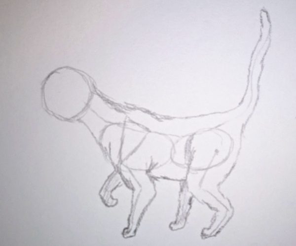 How to Draw Cats: Our Vet-Approved Step-by-Step Guide - Catster