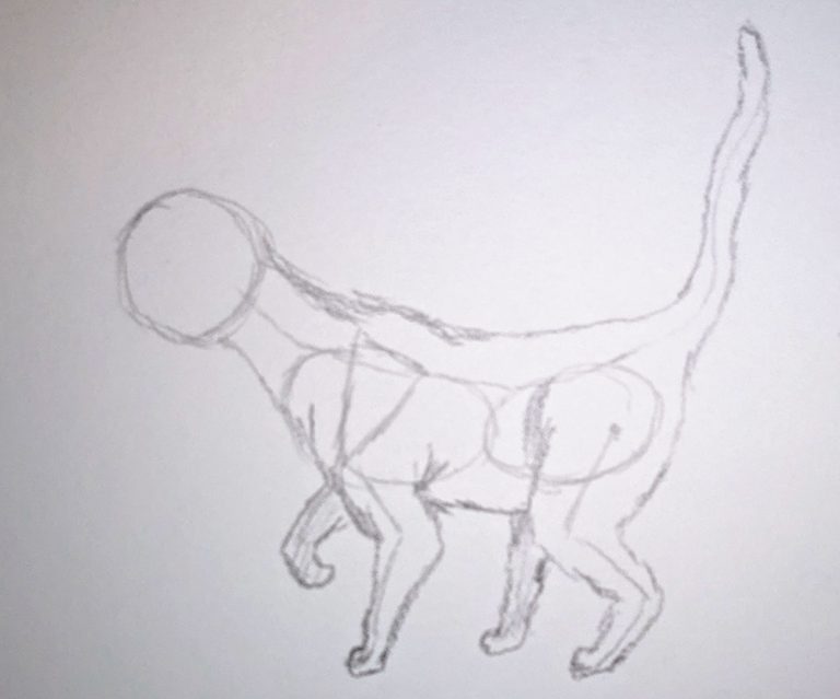 How to Draw Cats: Our Vet-Approved Step-by-Step Guide - Catster