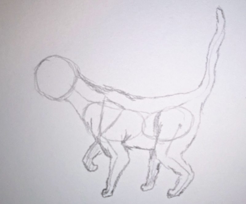 How to Draw Cats: Our Vet-Approved Step-by-Step Guide - Catster