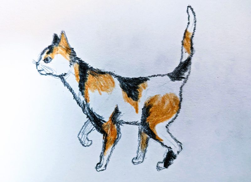 How to Draw Cats: Our Vet-Approved Step-by-Step Guide - Catster