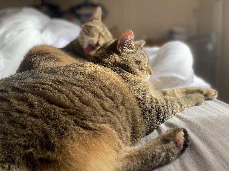 Somebody to Lean On: Financial Help Resources for Cat (& Pet) Owners ...