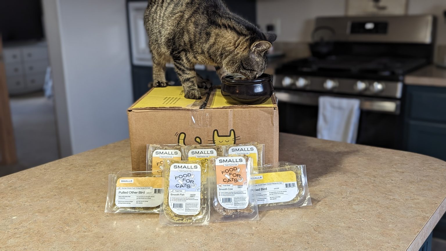 4 Best Foods for Cats With Feline Leukemia in 2026 – Reviews & Top ...