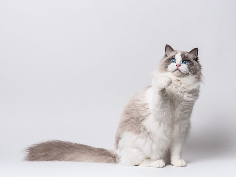 How Much Does It Cost to Own a Ragdoll Cat? 2026 Price Guide - Catster
