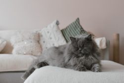 Blue Persian Cat Breed: Info, Pictures, Care & Facts - Catster