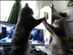 20 Cat High Five GIFs We Love: Cute & Funny Kitties - Catster