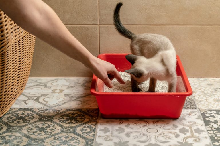 Why Do Cats Use Litter Boxes? Vet-Verified Facts & FAQ - Catster