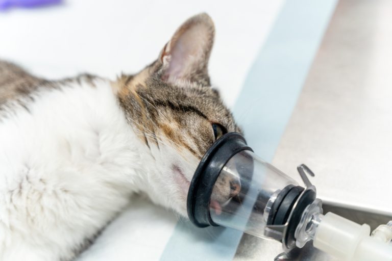 MRI For Cats: Our Vet Explains What Is It, Uses & Costs - Catster