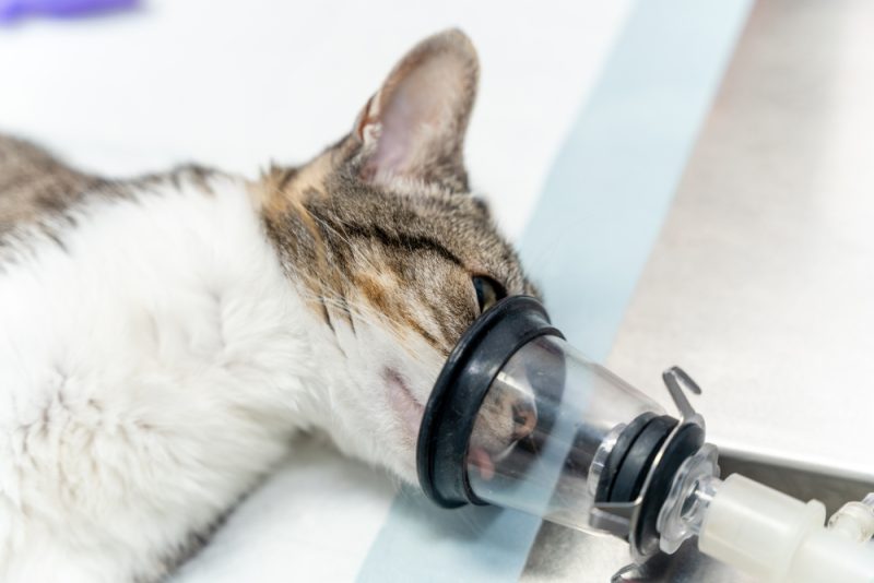 MRI For Cats: Our Vet Explains What Is It, Uses & Costs - Catster