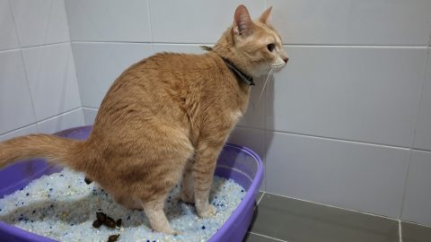 Does Massage Help Constipation in Cats? Vet-Verified Facts & Treatments ...