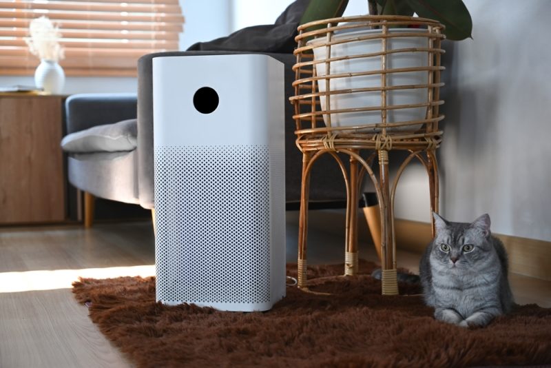 8 Best Air Purifiers for Cat Allergies in 2026 (Hair, Dander & Odor ...