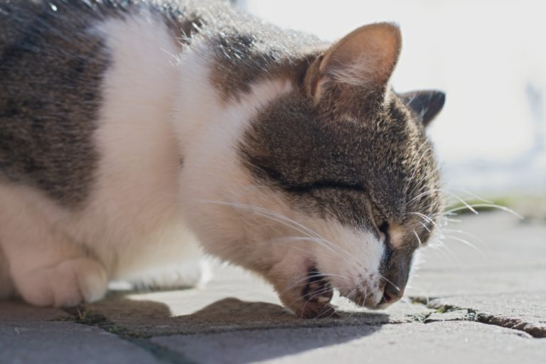 Why Does My Cat Throw Up After Drinking Water? 5 Vet-Approved Causes ...