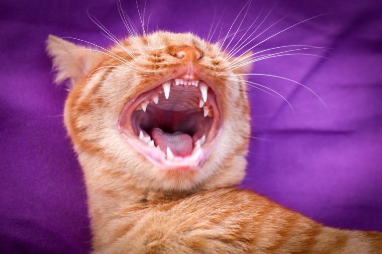 Is Your Cat Losing Teeth? What’s Normal & When to Worry (Vet-Verified ...