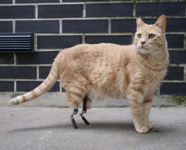 Prosthetics for Cats: Vet-Verified Info & Success Stories - Catster